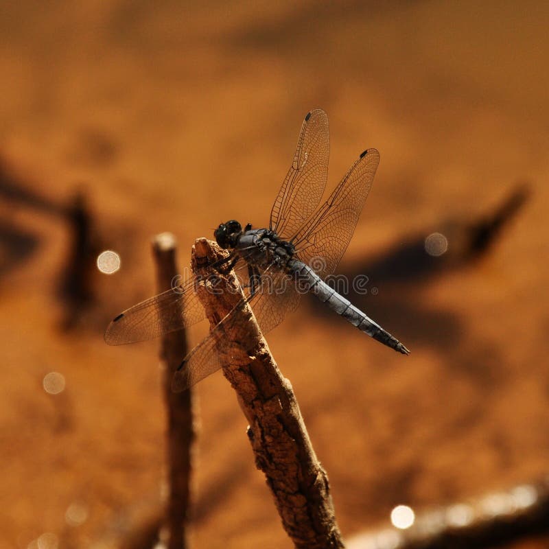 Dragonfly stock photo. Image of river, nature, animal - 92977908