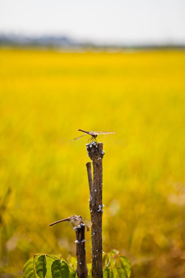 The Dragonfly is Resting. it`s a Dragonfly a Dragonfly that Gently ...