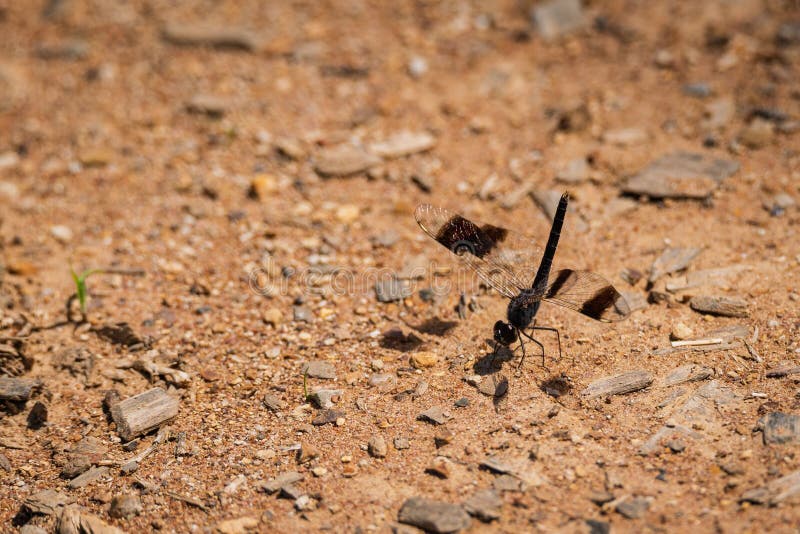 Dragonfly Resting on Sandy Ground Stock Illustration - Illustration of ...