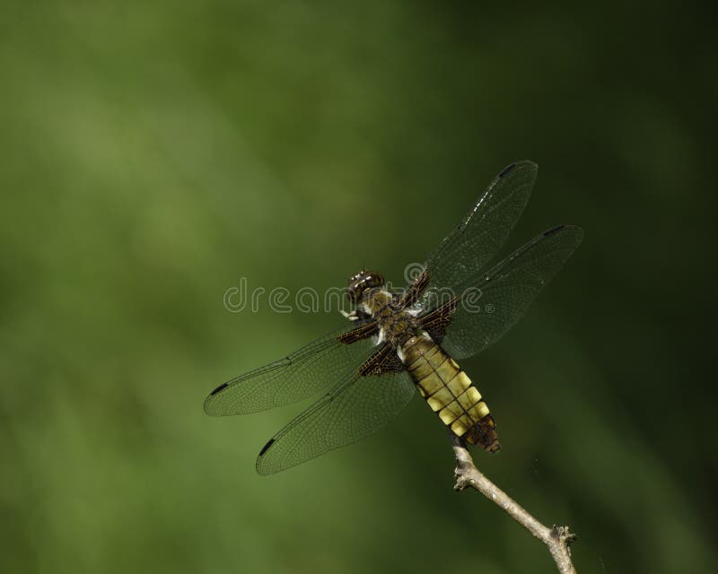 Dragonfly stock photo. Image of green, wild, summer, wood - 57867480