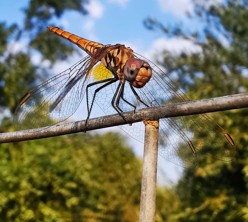 Dragonfly Resting in the Sun Stock Image - Image of flower, nature ...