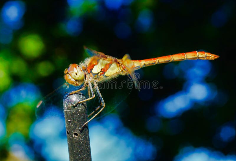 A Dragonfly that Rests in the Sun Stock Image - Image of animals ...
