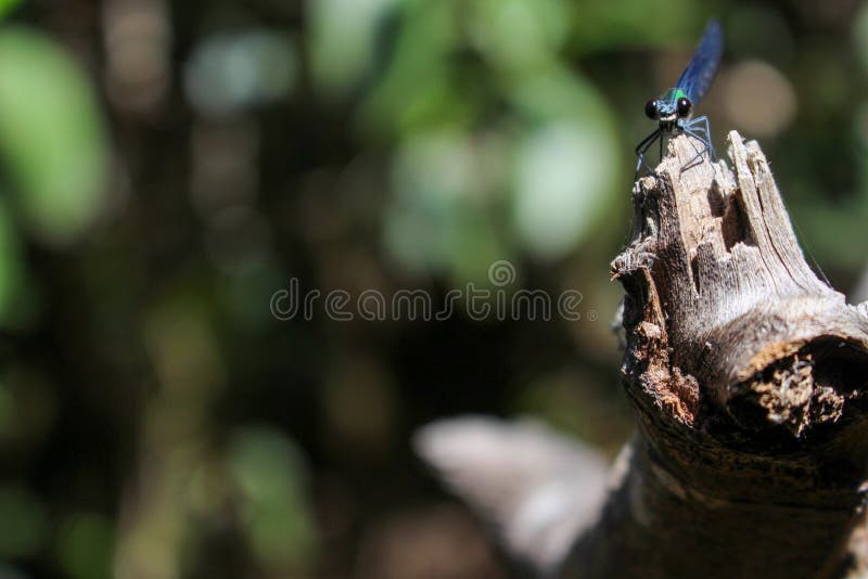 Dragonfly Rests on Tree Trunk Stock Image - Image of cerrado, insect ...