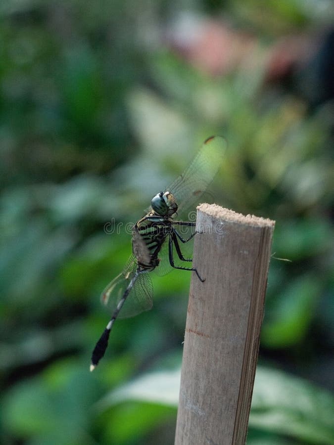 Dragonfly Rests on a Wooden Post in Lush Greenery Stock Photo - Image ...