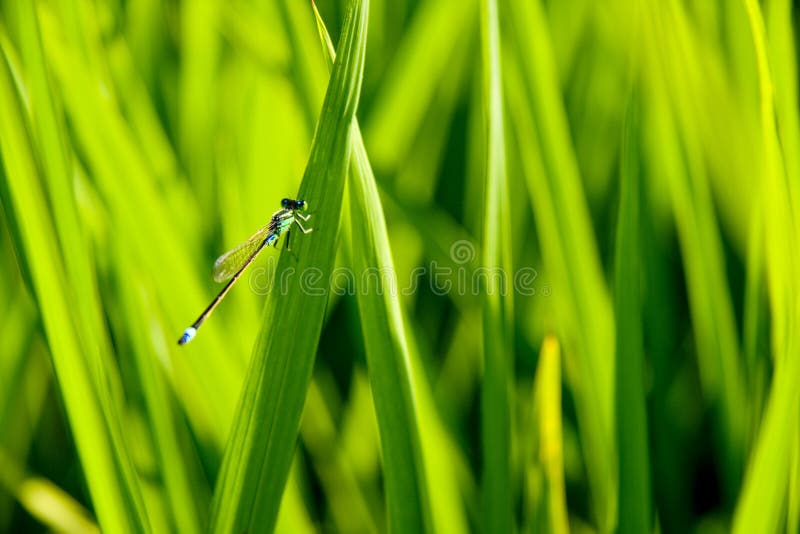 A dragonfly on rice stock image. Image of green, wallpaper - 19538477