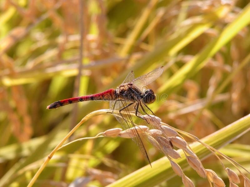 Dragonfly in a rice field stock photo. Image of rice, lepidoptera - 260232