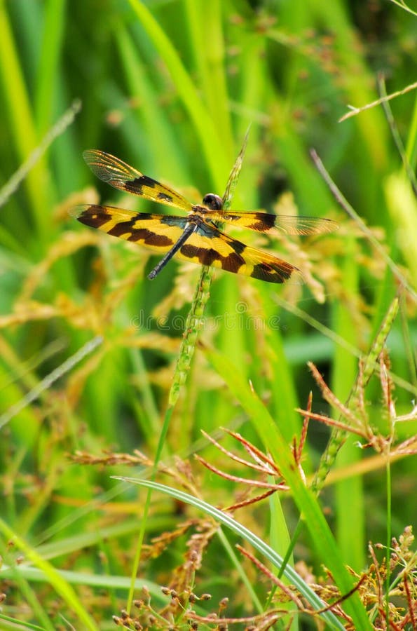 Dragonfly stock image. Image of pollinator, wildlife - 91371213