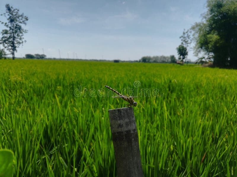 Dragonfly in rice field stock photo. Image of rice, good - 221929474