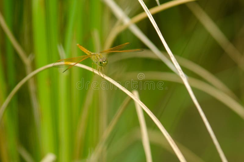 Dragonfly in Rice Field,Thailand Stock Photo - Image of golden, asia ...