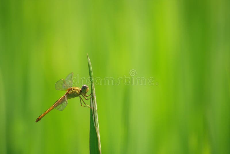 Dragonfly& Rice field1 stock image. Image of nature - 16942919