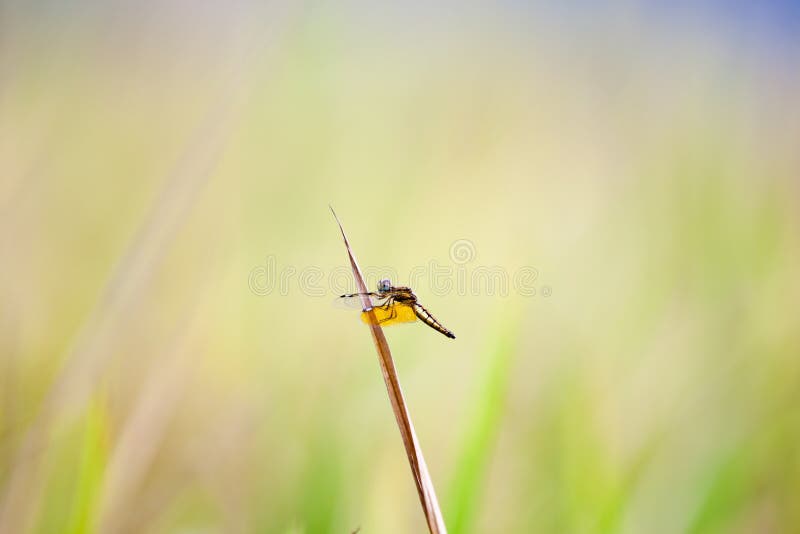 A dragonfly on rice fields stock photo. Image of beautiful - 77181372