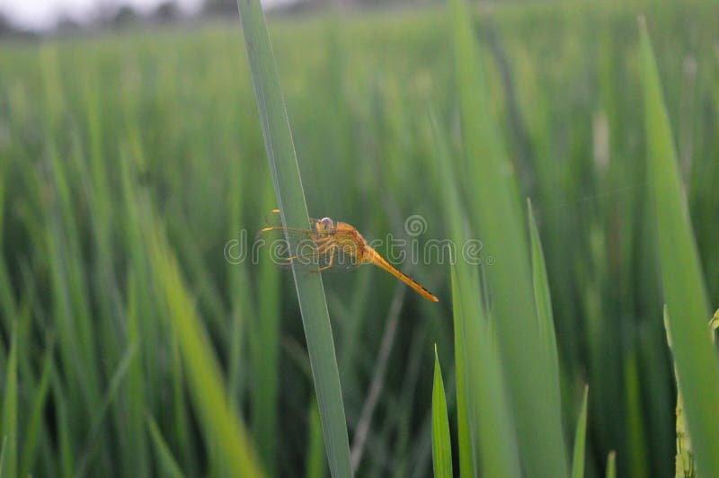Dragonfly on Rice Leaf in the Afternoon Stock Photo - Image of leaf ...
