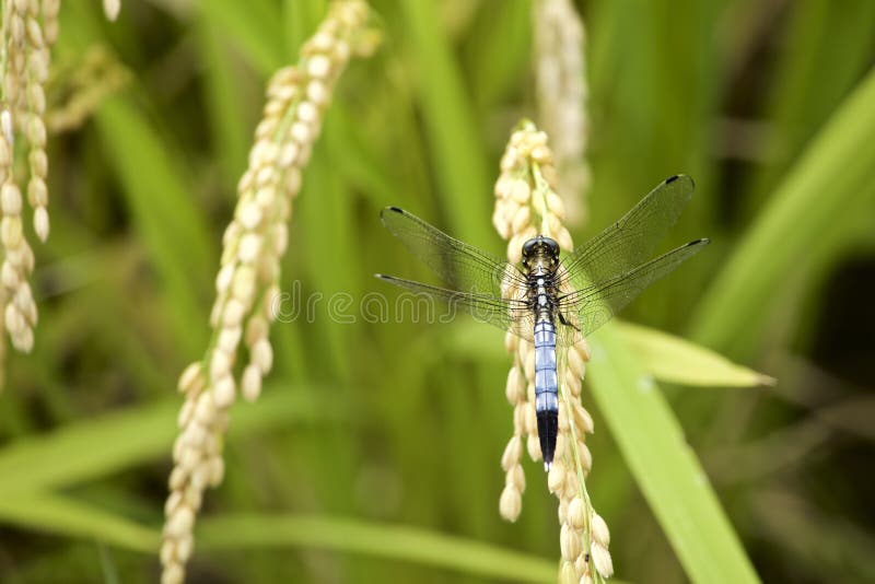 Dragonfly in rice paddy stock photo. Image of orthetrum - 58936246