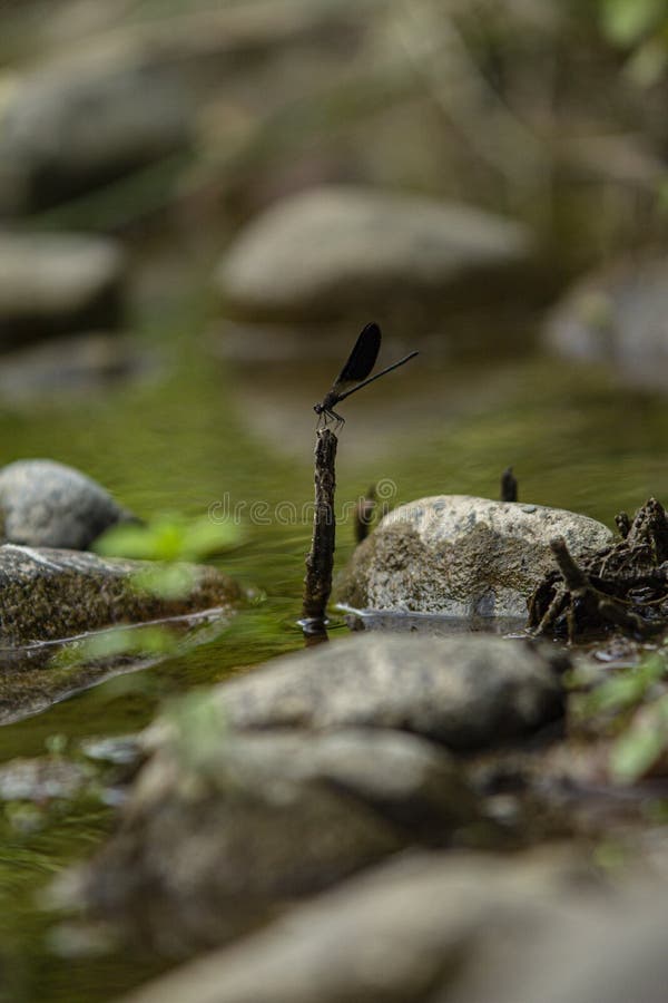 Dragonfly on the Rocks of the Stream 3 Stock Photo - Image of wing ...