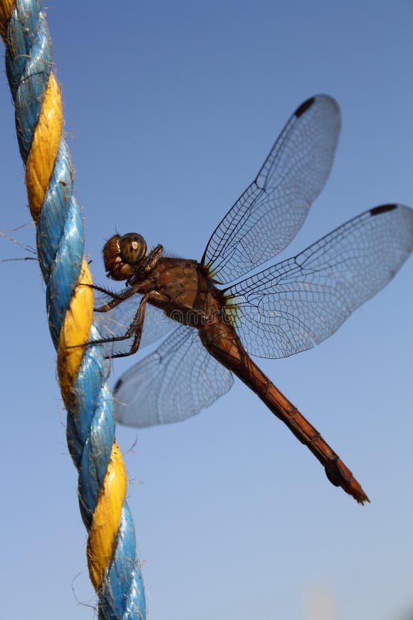 Dragonfly on rope stock image. Image of dragonfly, tropics - 27798555