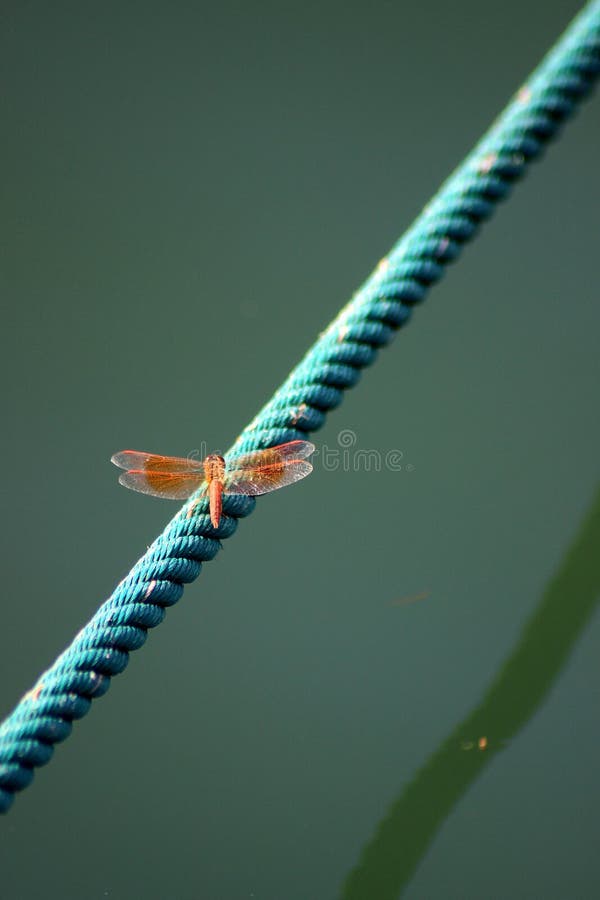 Dragonfly on Rope stock image. Image of rope, flying - 53064705