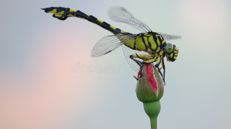 Dragonfly on rose stock image. Image of color, beauty - 82322883