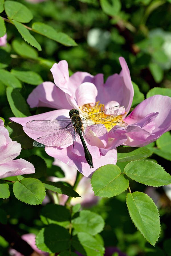 Dragonfly and rose. stock photo. Image of green, gardens - 33463926