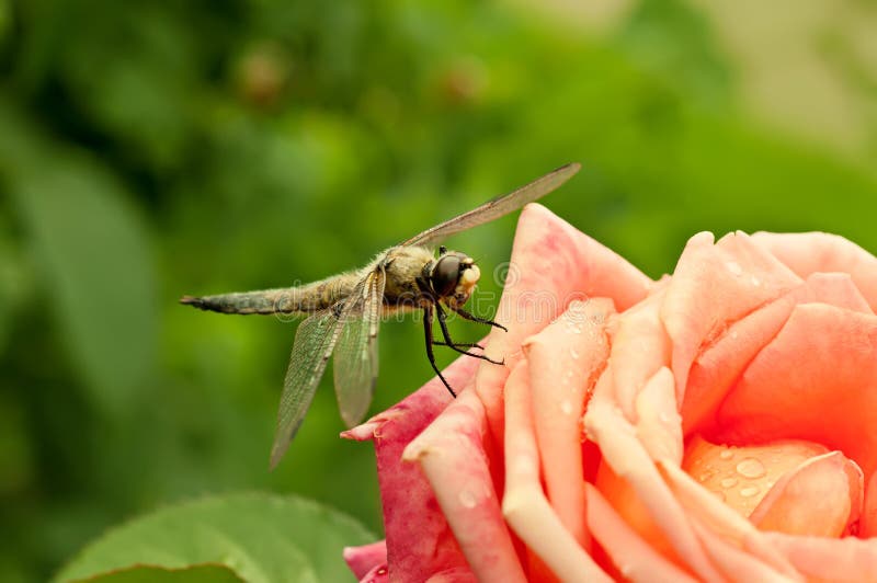 Dragonfly Stay on Flower Yellow Rose Stock Photo - Image of season ...