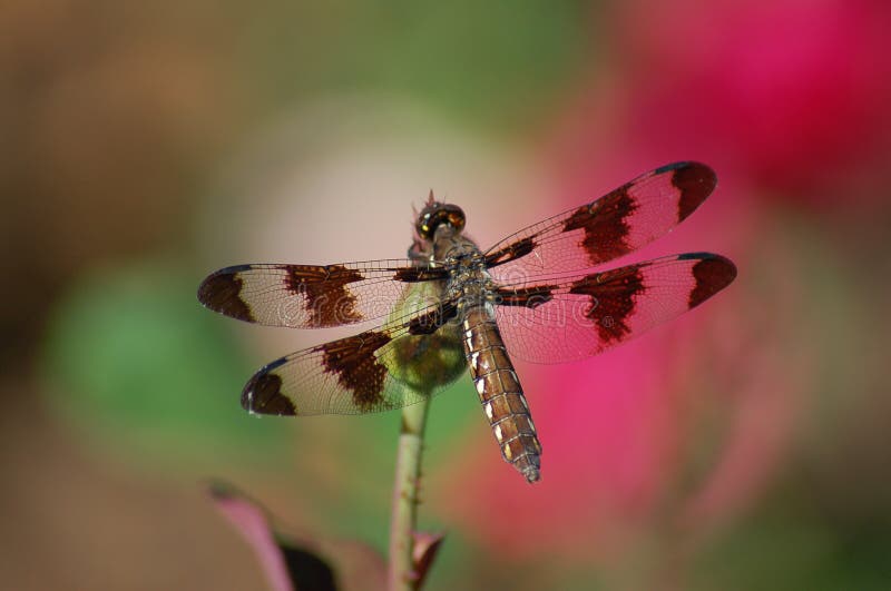 Dragonfly in the Rosegarden Stock Image - Image of wingspan, flight ...