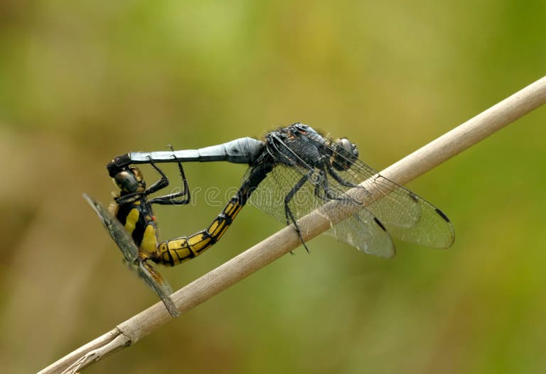 Dragonfly s love stock photo. Image of dragonfly, kind - 5521748