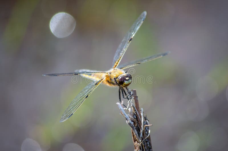Four-spotted Chaser Dragonfly with Its Wings Brought Forward Stock ...