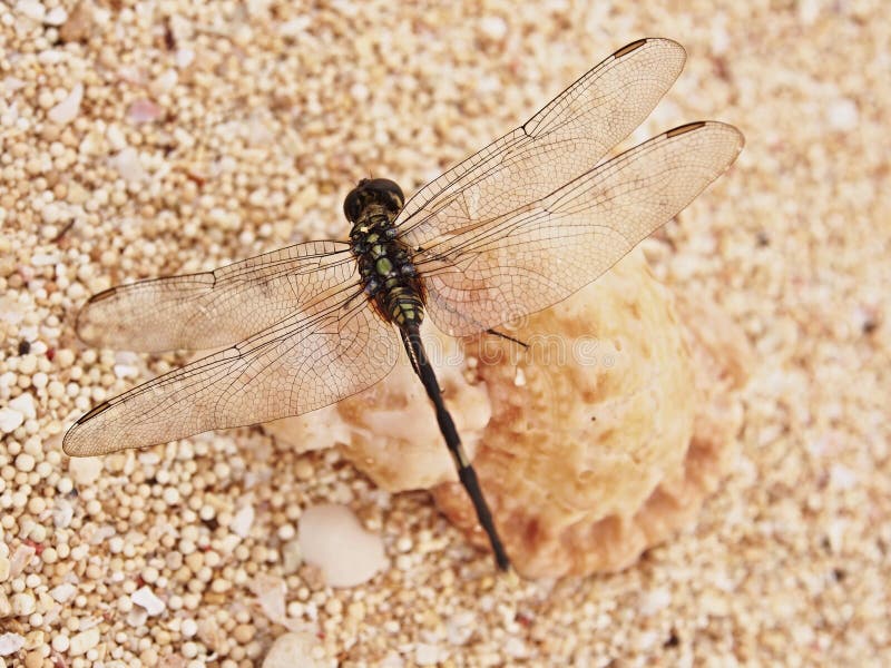 Seashell on Sandy Sea Beach. Shells Conch on Sand, Holiday Vacation ...
