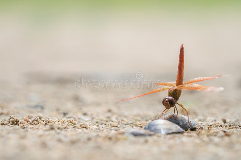 Dragonfly on sea shell stock photo. Image of eyes, damselfly - 55491148