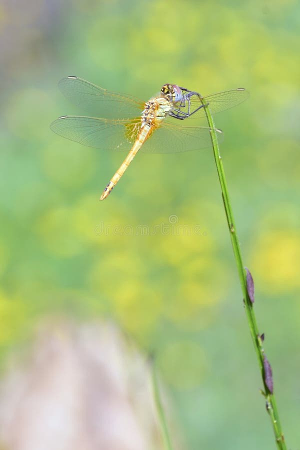 Pollination stock photo. Image of flower, yellow, flying - 155881028