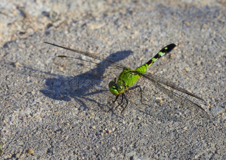 Dragonfly shadow stock image. Image of body, dragonfly - 78086585