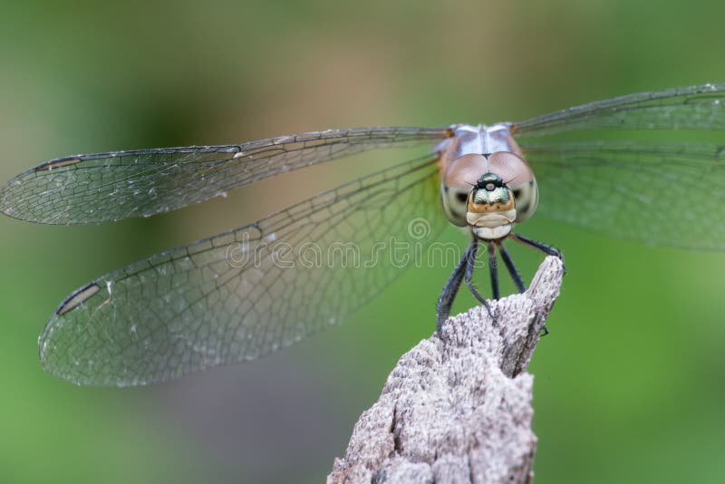 Dragonfly Show Eye and Wing Stock Photo - Image of insects, isolated ...