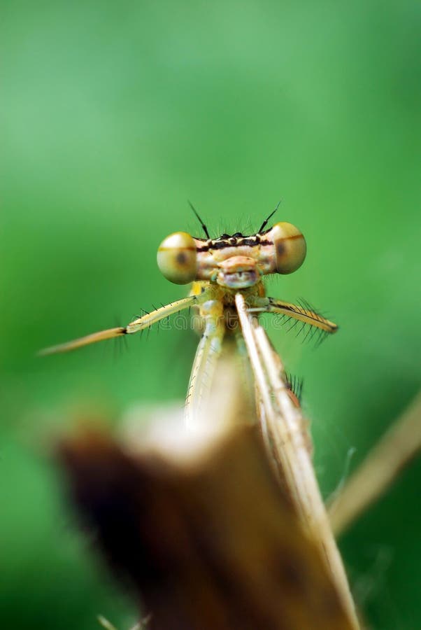 Dragonfly singer stock image. Image of lake, insects - 12349307