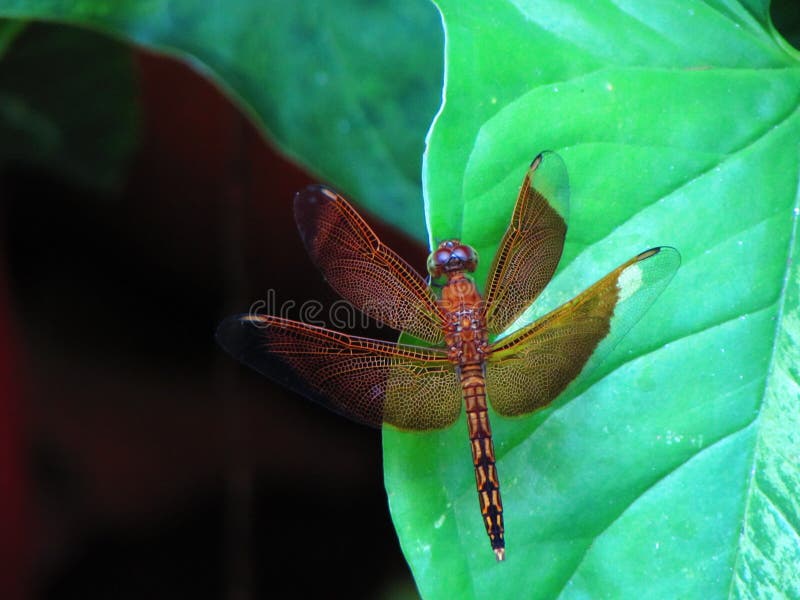 A Dragonfly Sits on a Green Leaf. Stock Photo - Image of pest ...