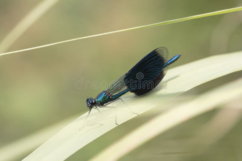 Dragonfly sits on reed stock photo. Image of plant, nature - 32144048