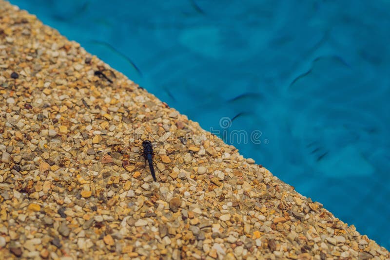 A Dragonfly Sits at the Side of the Pool Stock Photo - Image of ...