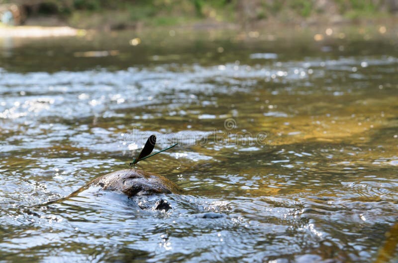 Dragonfly Sits on a Stone in Water Stream Stock Photo - Image of ...