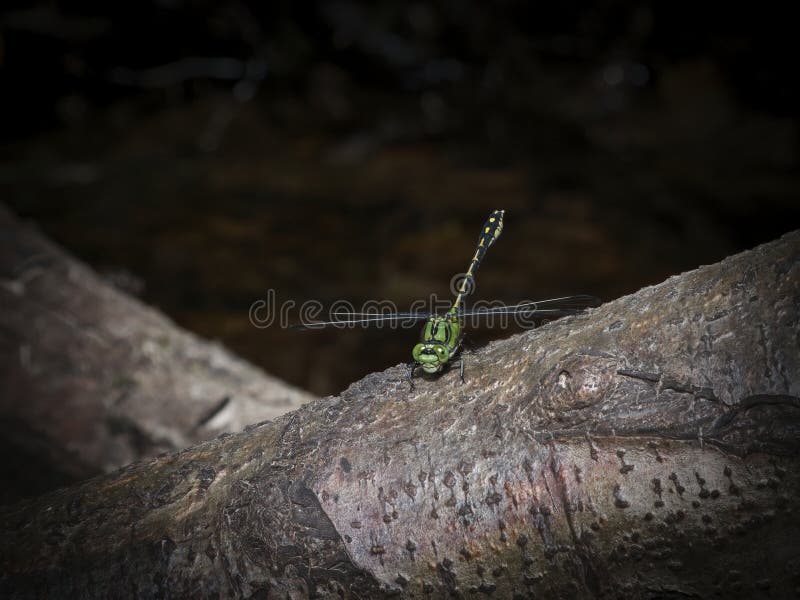 A Dragonfly Sits on a Tree by the Creek Stock Image - Image of finland ...