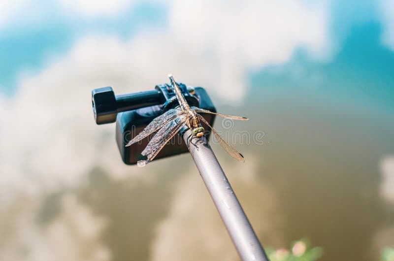 Dragonfly Sits on Tripod Action Camera in Nature. Shooting Nature ...
