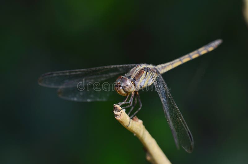 Dragonfly stock photo. Image of dragonfly, insect, creature - 89589984