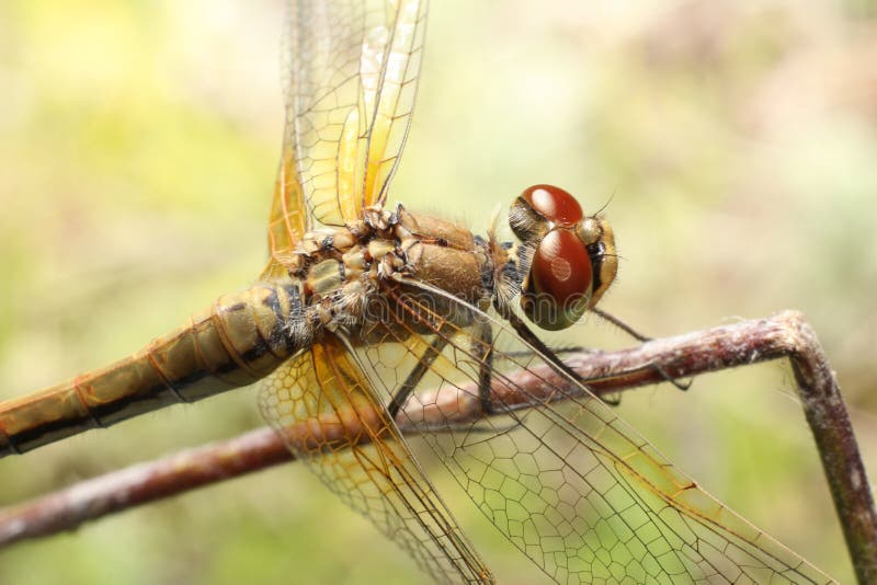 Dragonfly stock image. Image of laterally, foot, macro - 81022767