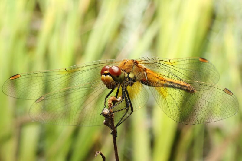 Dragonfly stock image. Image of insect, foot, sitting - 81026901