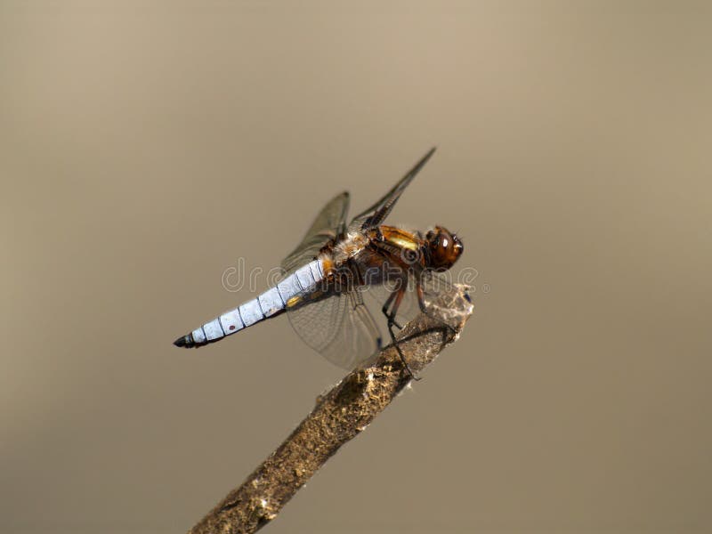 Dragonfly stock image. Image of pond, branch, insect - 69932931