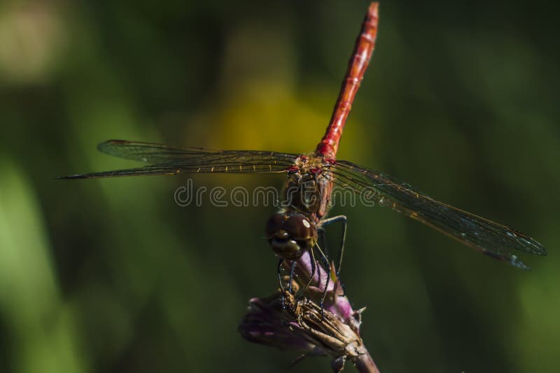 Dragonfly Sitting on a Flower Stock Photo - Image of high, mountains ...