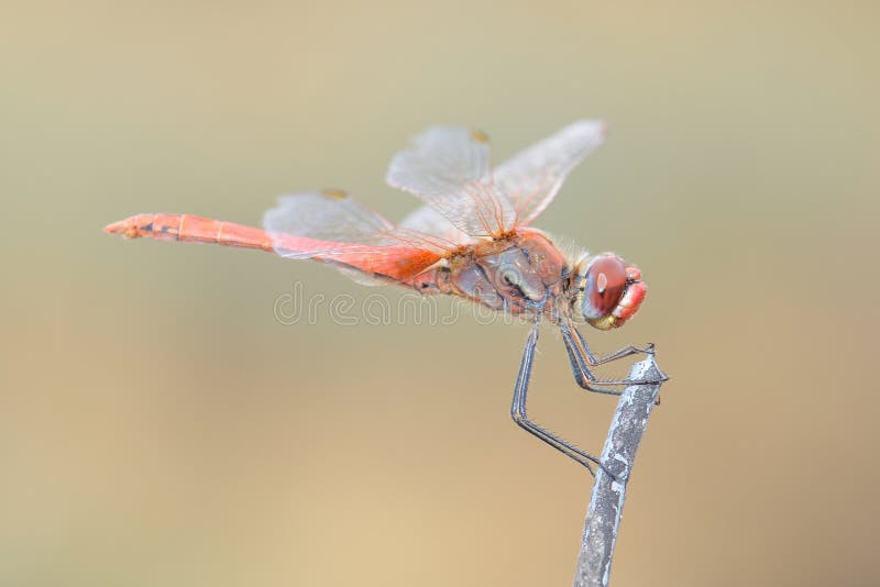 Dragonfly Sitting on a Stick Stock Image - Image of animal, white ...