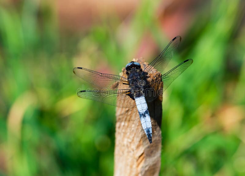 A Dragonfly Sitting on Wooden Pole in Nature Stock Image - Image of ...