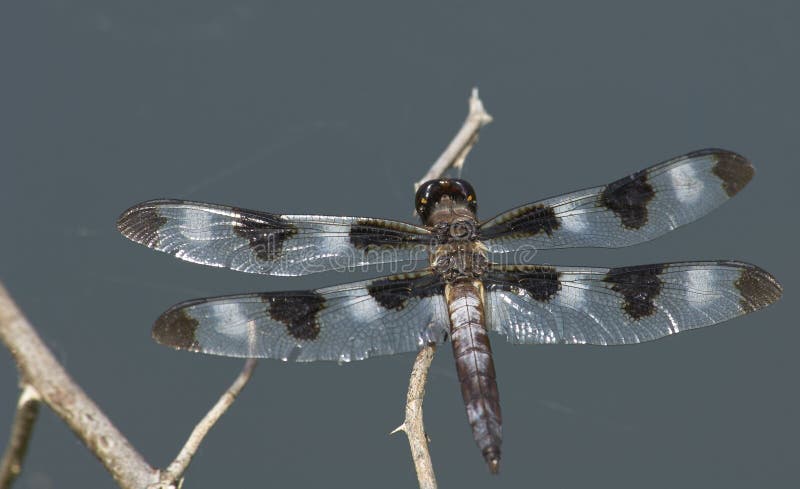 Dragonfly - Skimmer on Pond Twig Stock Photo - Image of water, insect ...