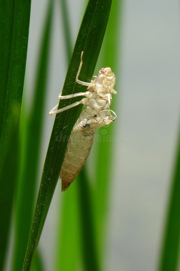 Dragonfly skin on leaf stock image. Image of detail, hold - 40141573