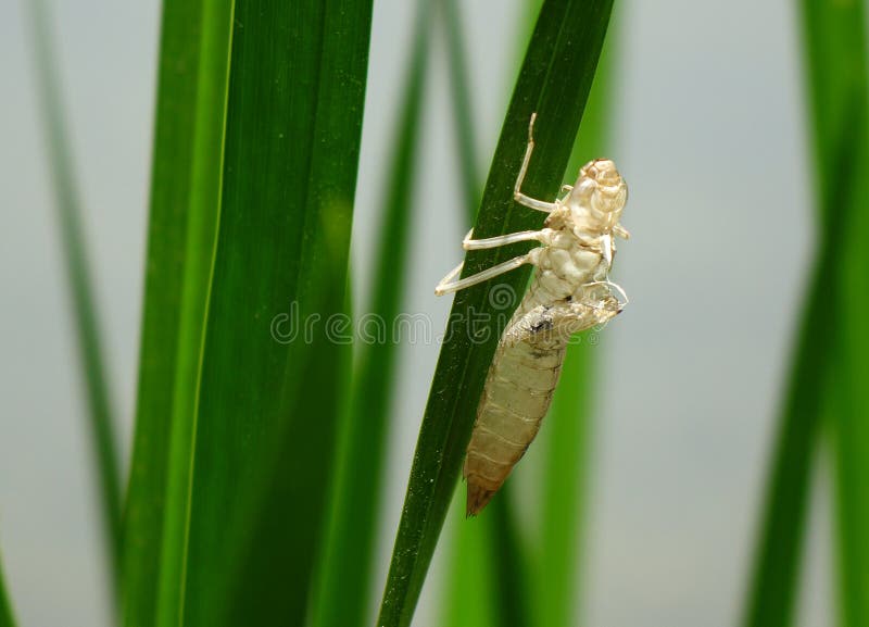 Dragonfly skin on leaf stock photo. Image of dragonfly - 40141678