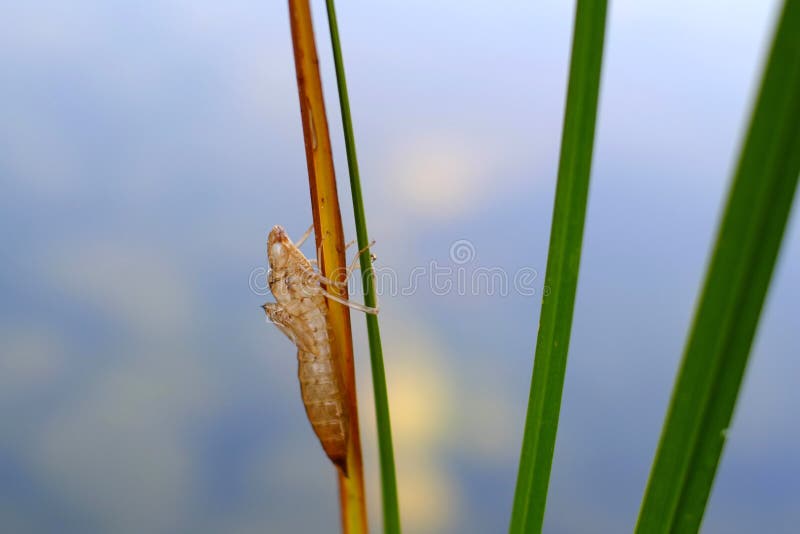 Dragonfly skin stock image. Image of damselfly, nymph - 14770459