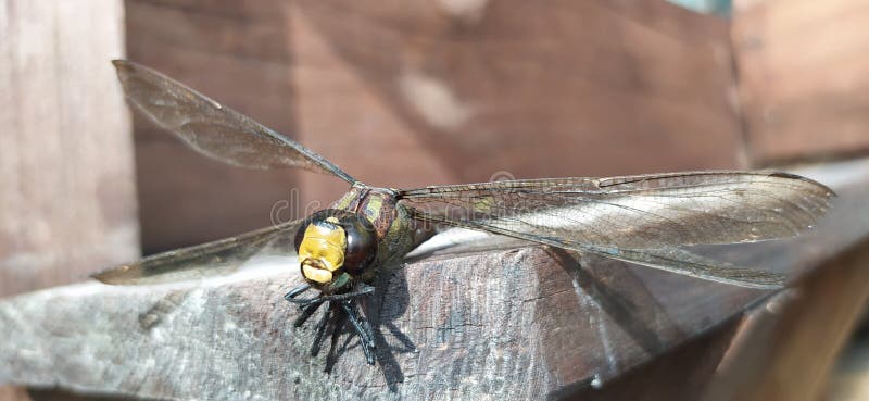 Dragonfly Sleeping Under a Leaf in the Rainforest Stock Photo - Image ...